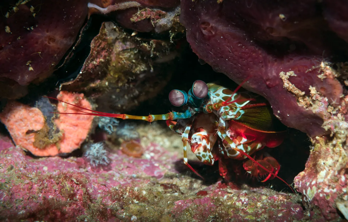Wallpaper sea, look, shrimp, Crustaceans, mantis shrimp for mobile and ...