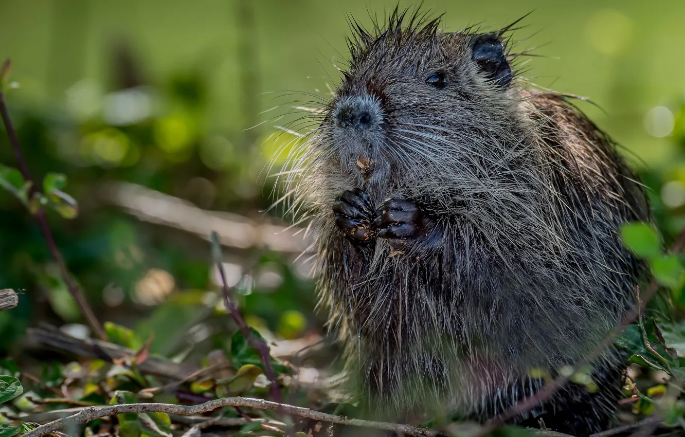 Wallpaper Nutria, background, nature for mobile and desktop, section ...