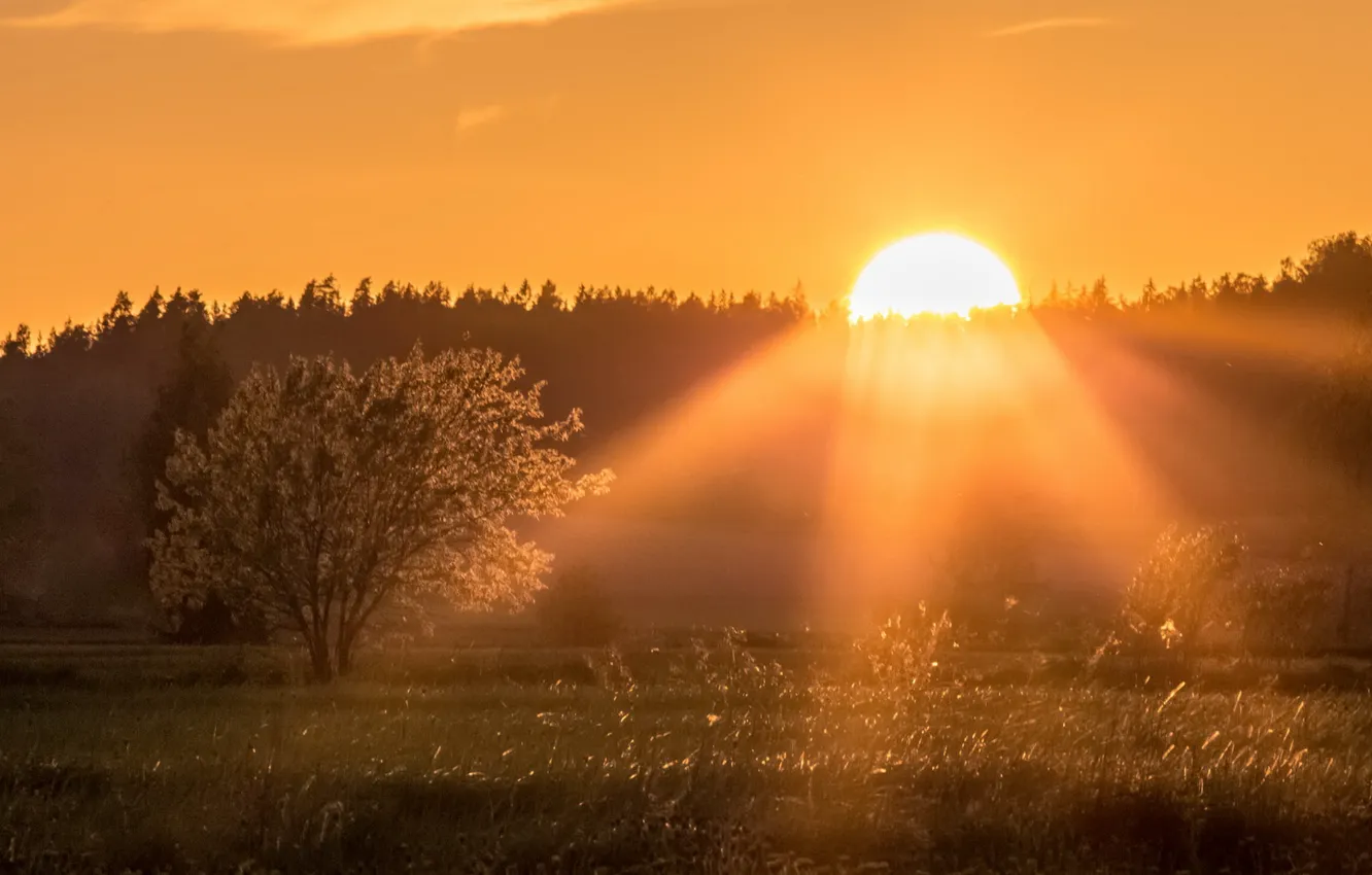 Wallpaper light, nature, Sunset Field for mobile and desktop, section ...