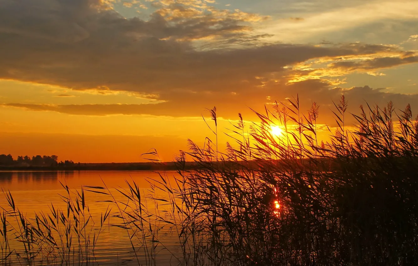 Wallpaper river, sunset, cane, reeds for mobile and desktop, section ...