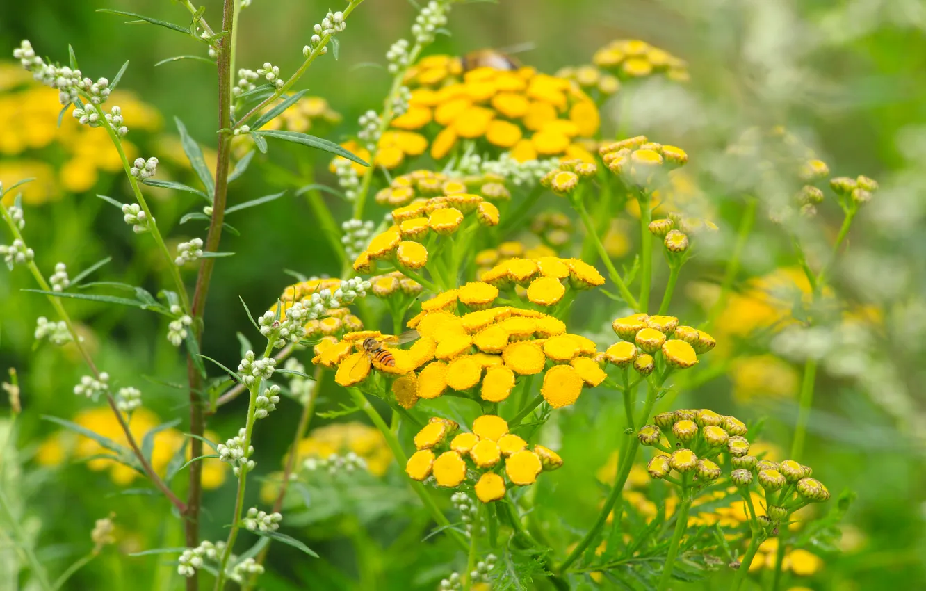 Wallpaper flower, yellow, meadow for mobile and desktop, section природа, resolution 5184x3052 ...