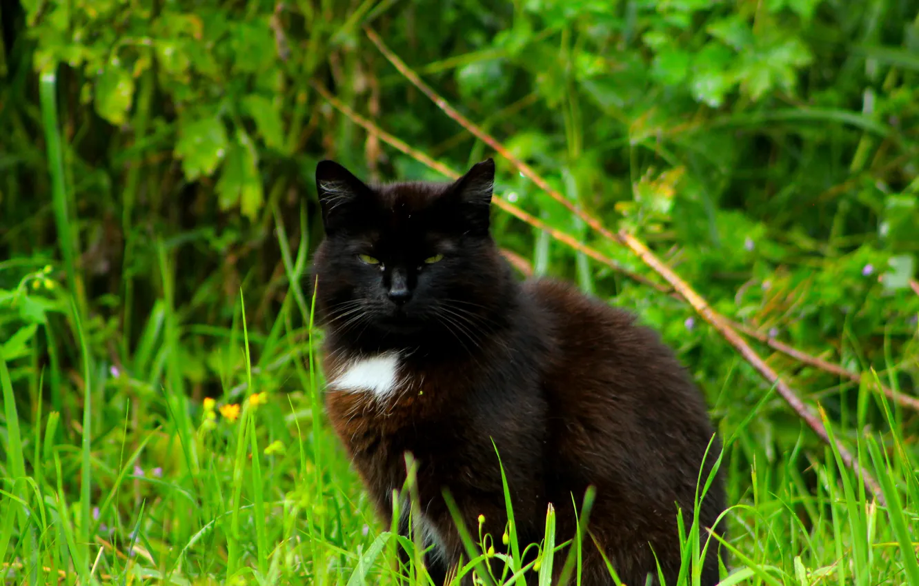 Wallpaper dark, cat, animal for mobile and desktop, section кошки ...