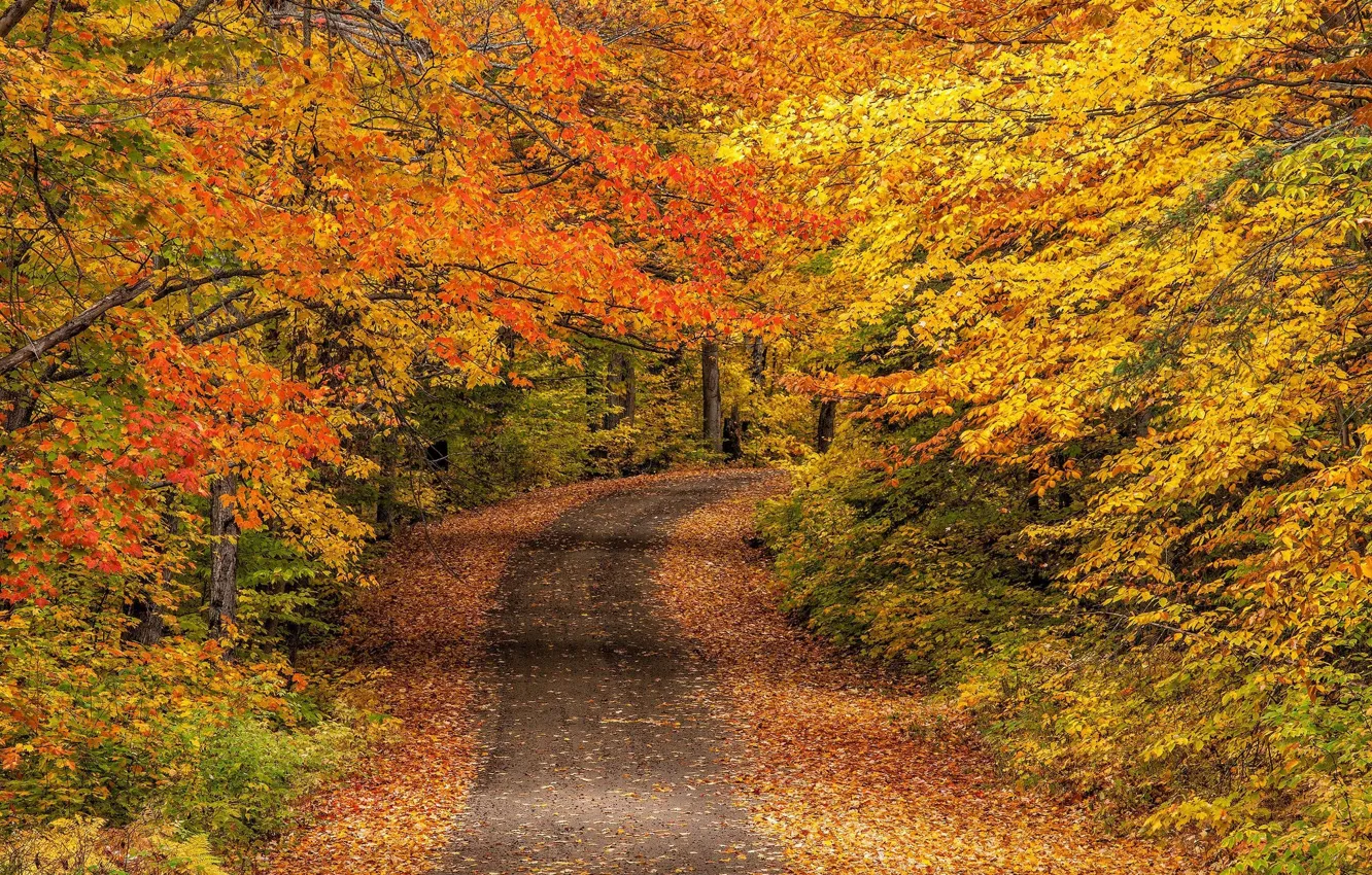 Wallpaper road, autumn, forest for mobile and desktop, section пейзажи ...