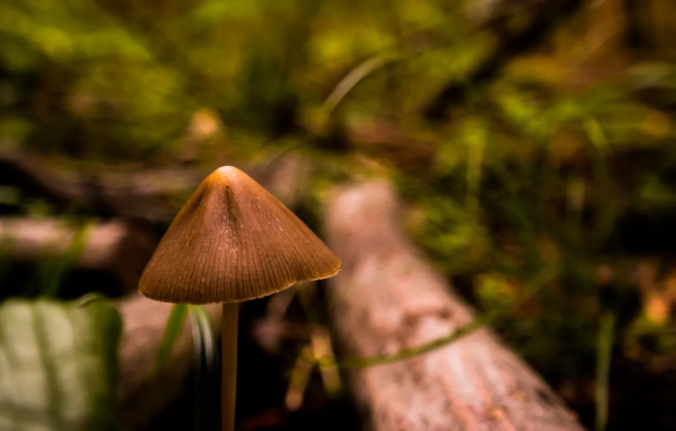 Wallpaper Earth, Autumn, Macro, Forest, Mushroom, Ground, Rainy images ...