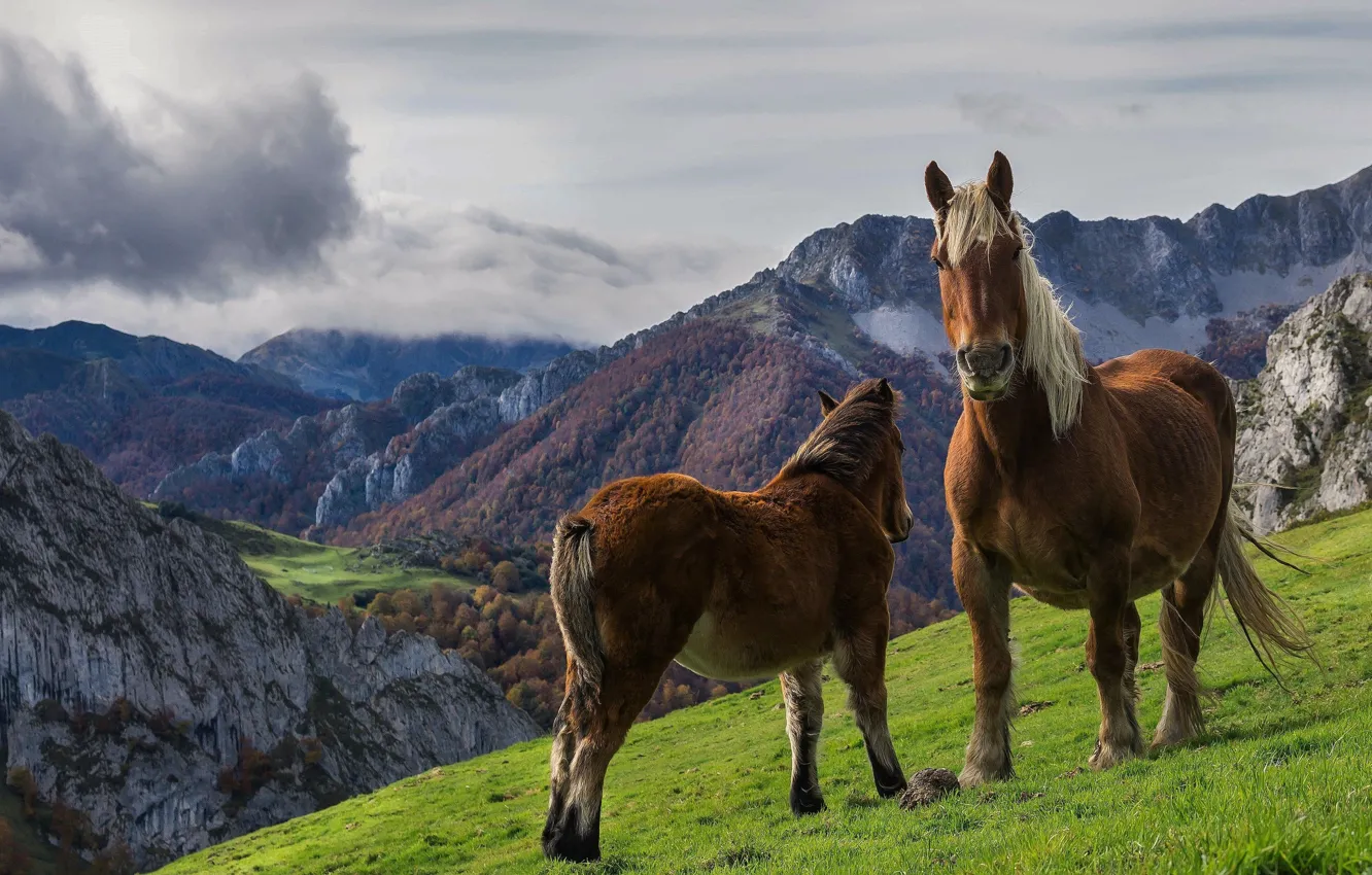 Wallpaper mountains, horses, horse for mobile and desktop, section ...