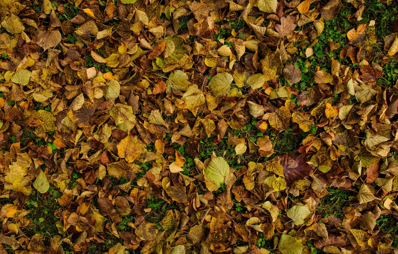Wallpaper autumn, leaves, lawn, texture for mobile and desktop, section ...
