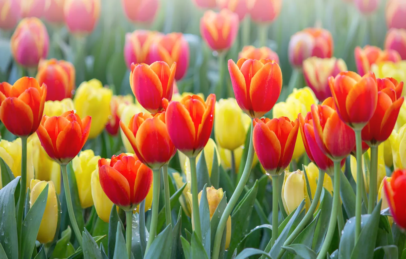 Wallpaper drops, flowers, yellow, red, spring, garden, tulips ...