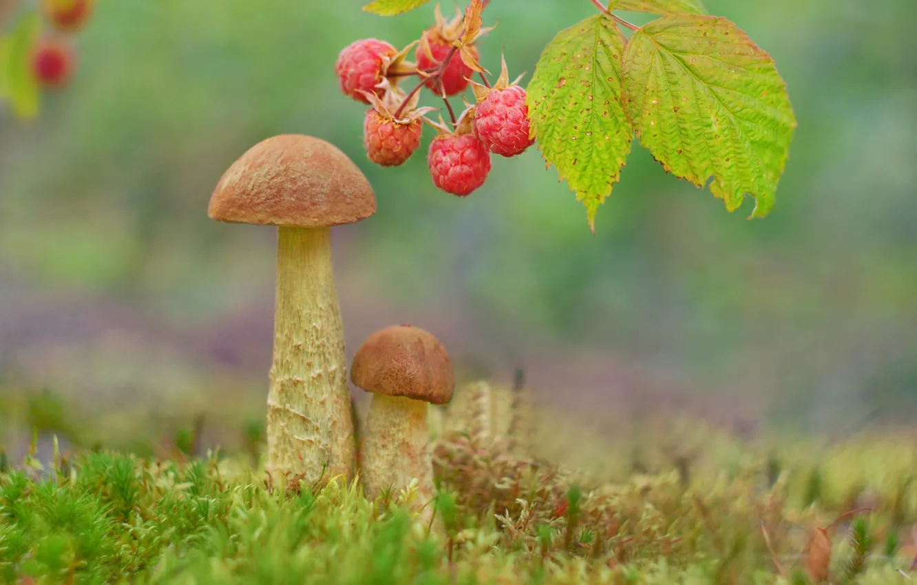 Wallpaper berries, raspberry, mushrooms for mobile and desktop, section ...