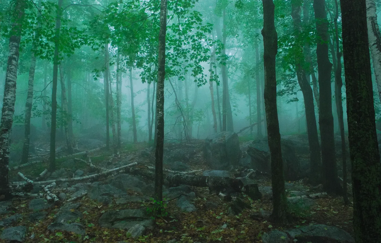 Wallpaper forest, trees, nature, fog, stones, USA, Wisconsin State Park ...