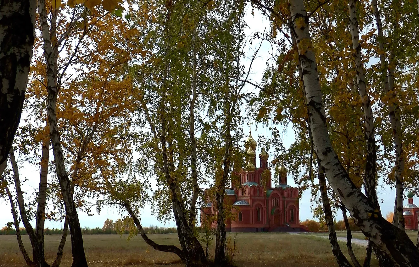 Wallpaper autumn, background, Forest, temple, birch, OMSK, Siberia ...