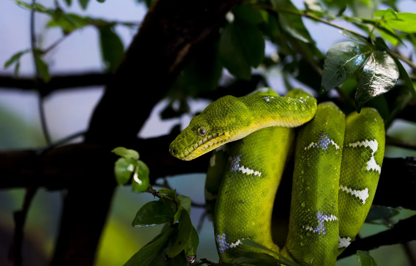 Wallpaper leaves, drops, trees, branches, disguise, Python for mobile ...