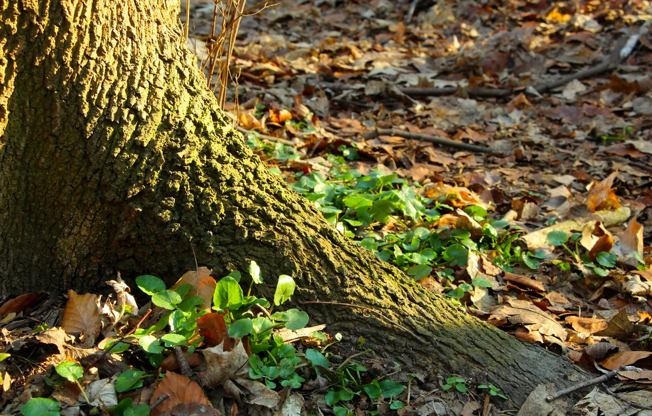 Wallpaper tree, plants, trunk for mobile and desktop, section природа ...