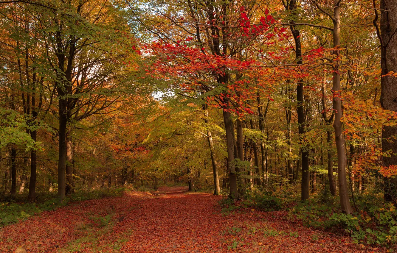 Wallpaper road, autumn, forest, trees, England for mobile and desktop ...