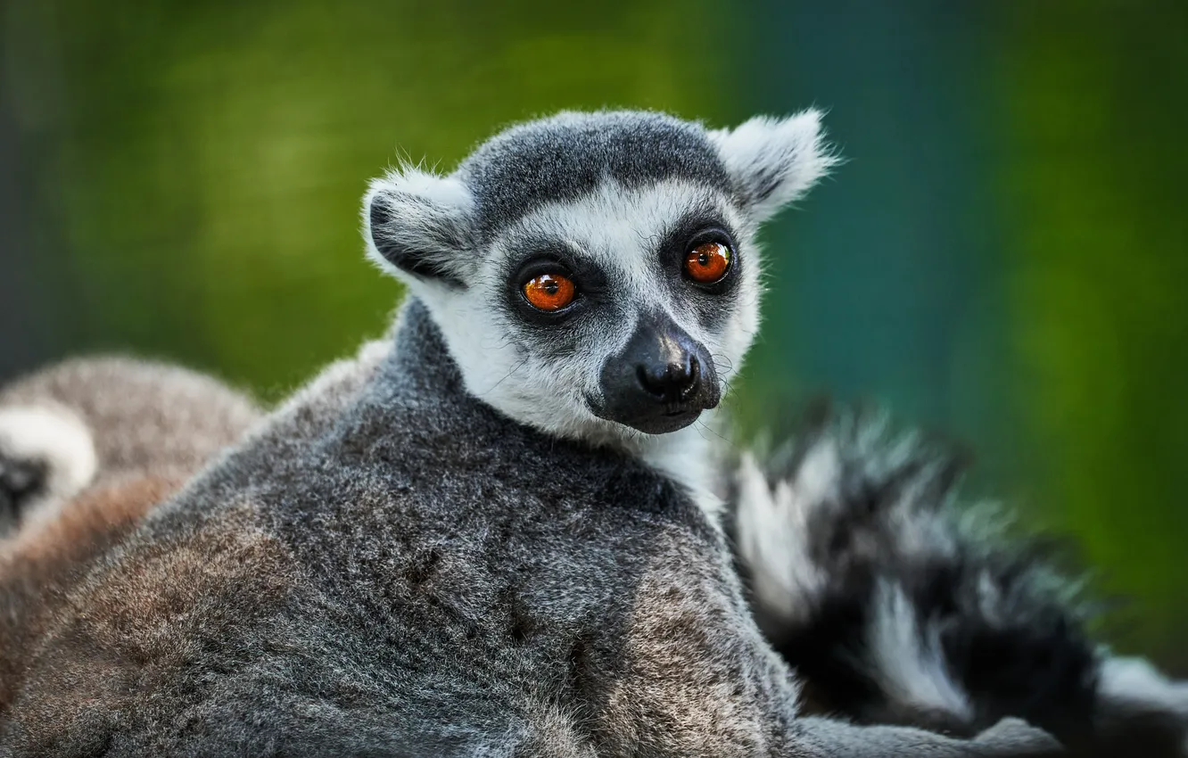 Wallpaper look, portrait, lemur, face, sitting, green background, bokeh ...