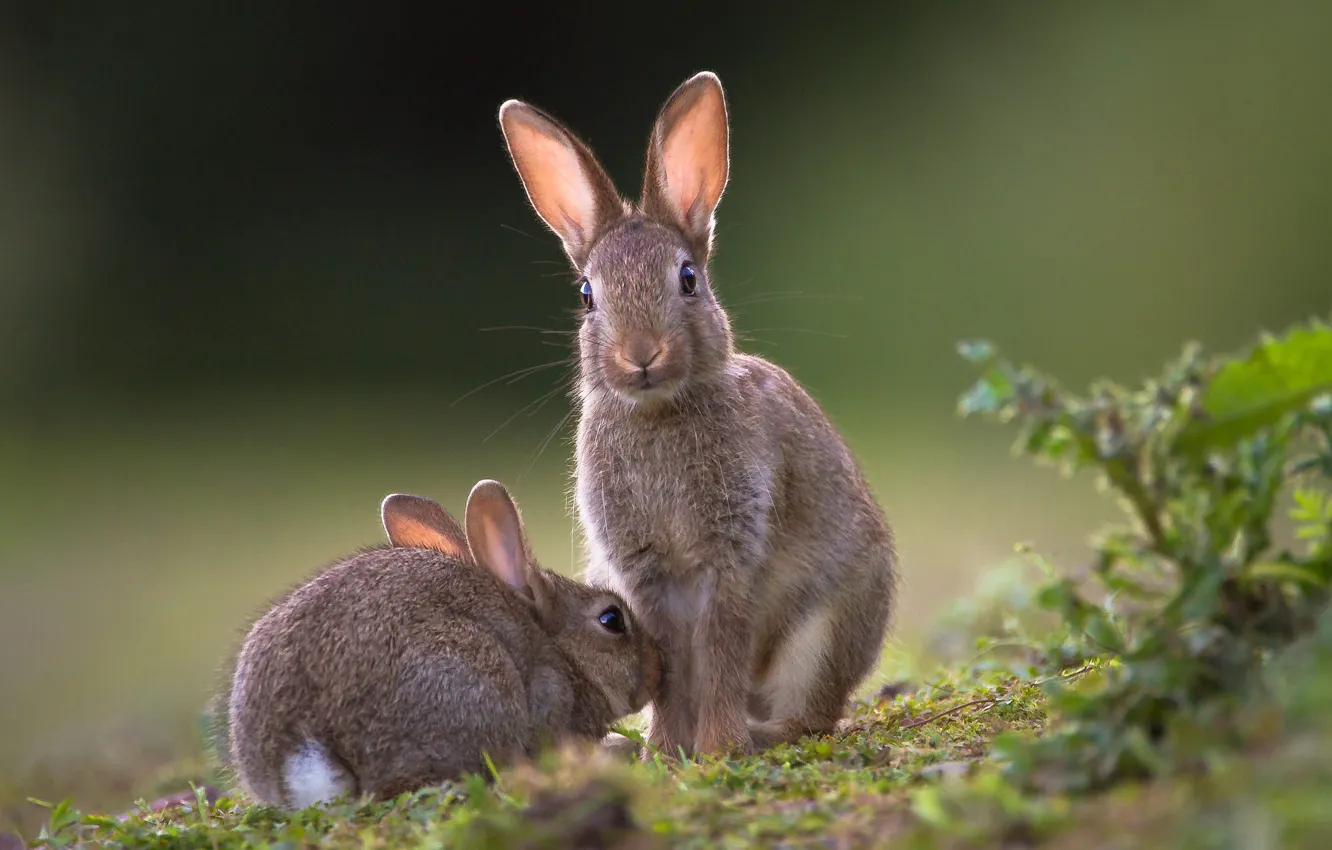 Wallpaper grass, pose, hare, rabbit, rabbits, rabbits, a couple, Duo ...