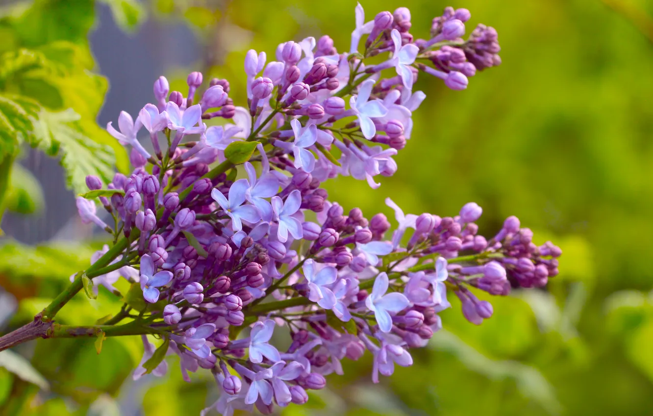 Wallpaper spring, lilac, twig for mobile and desktop, section природа ...