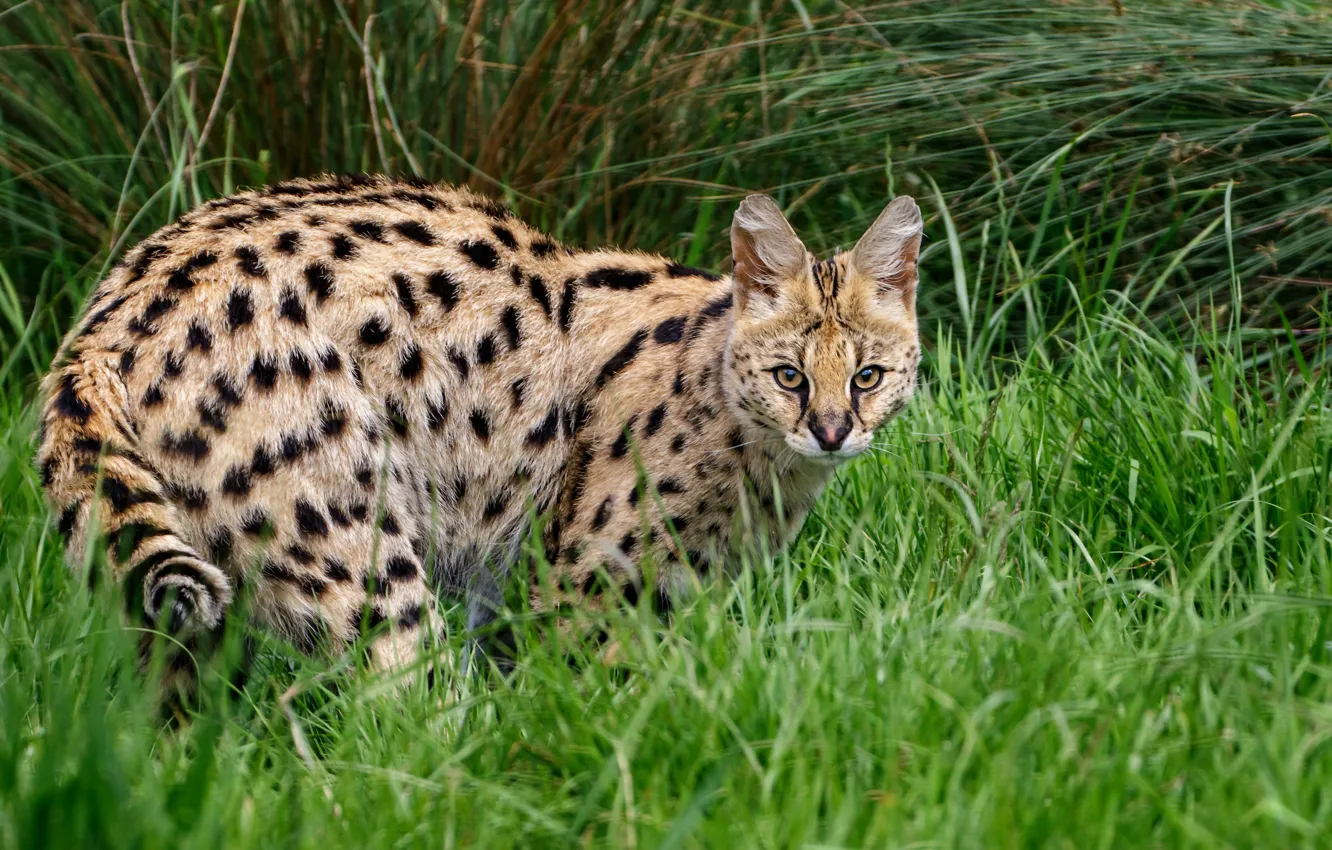 Wallpaper grass, look, face, pose, glade, Serval for mobile and desktop ...