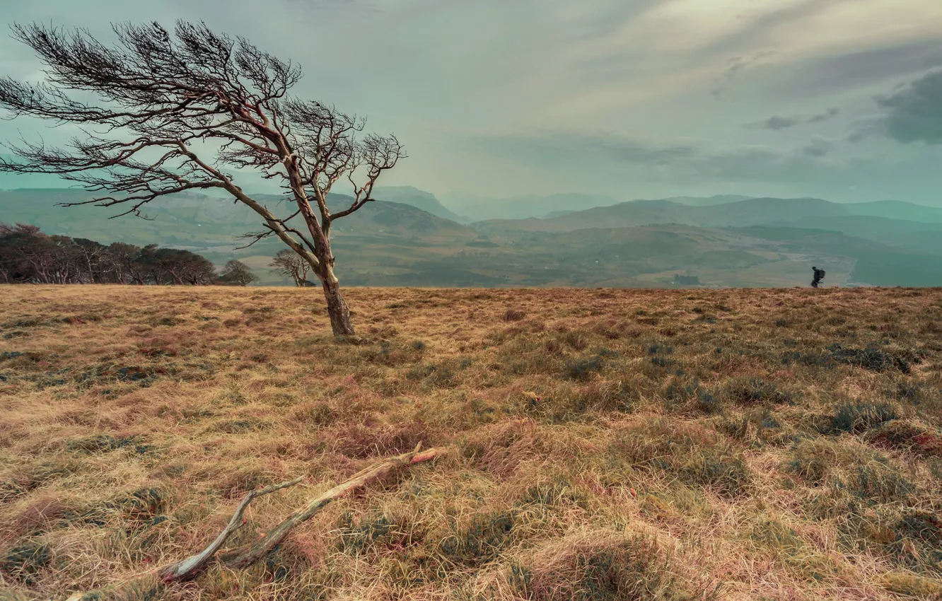 Wallpaper field, nature, tree, people for mobile and desktop, section ...