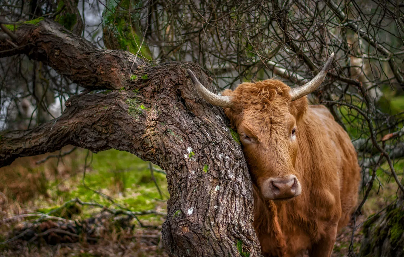 Wallpaper trees, cows, horns for mobile and desktop, section животные ...