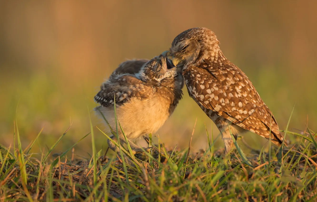 Wallpaper grass, pose, owl, bird, beak, a couple, Duo, owl for mobile ...