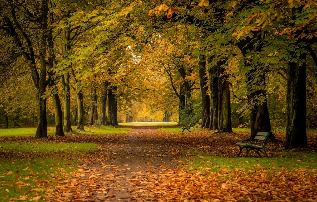 Wallpaper autumn, Park, bench for mobile and desktop, section город ...