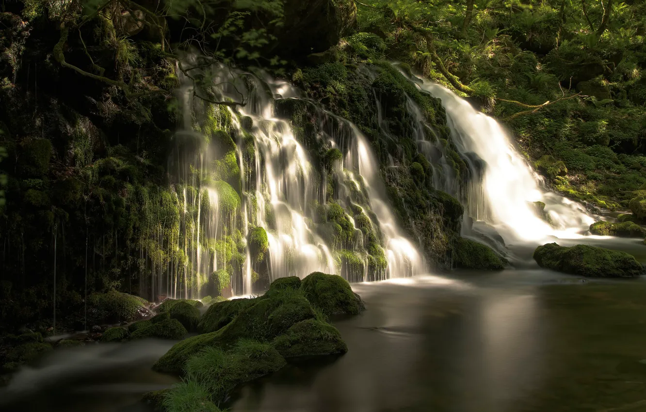 Wallpaper greens, forest, summer, water, light, landscape, branches ...