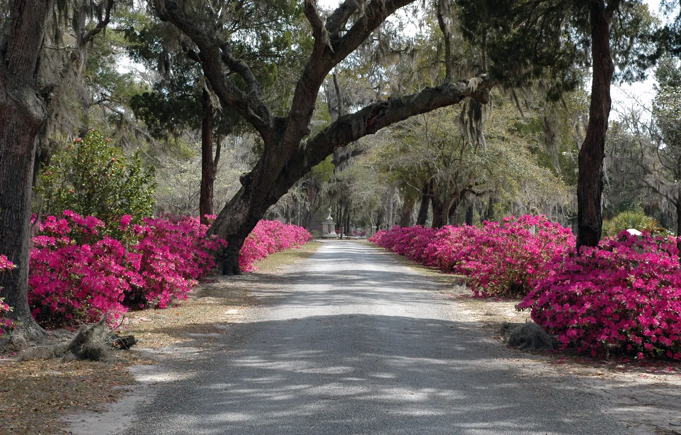 Wallpaper trees, nature, spring, track, Nature, alley, flowering, trees ...