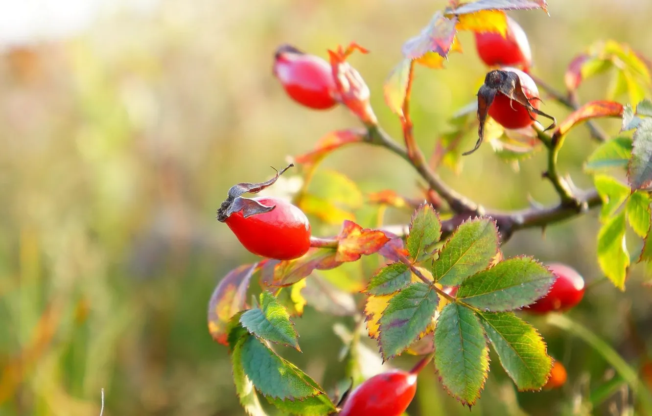 Wallpaper red, rose, fruit for mobile and desktop, section природа ...