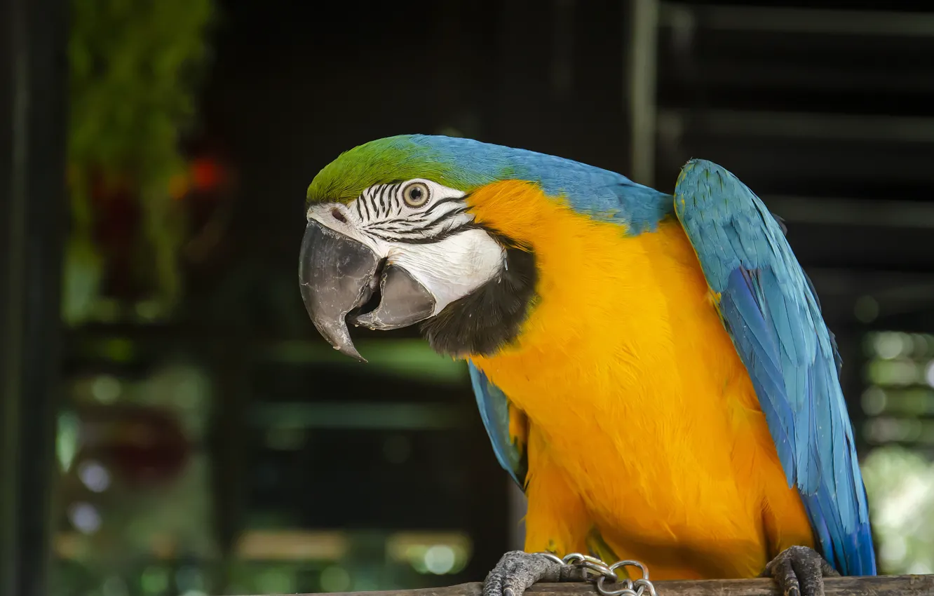 Wallpaper look, bird, parrot, Ara for mobile and desktop, section ...