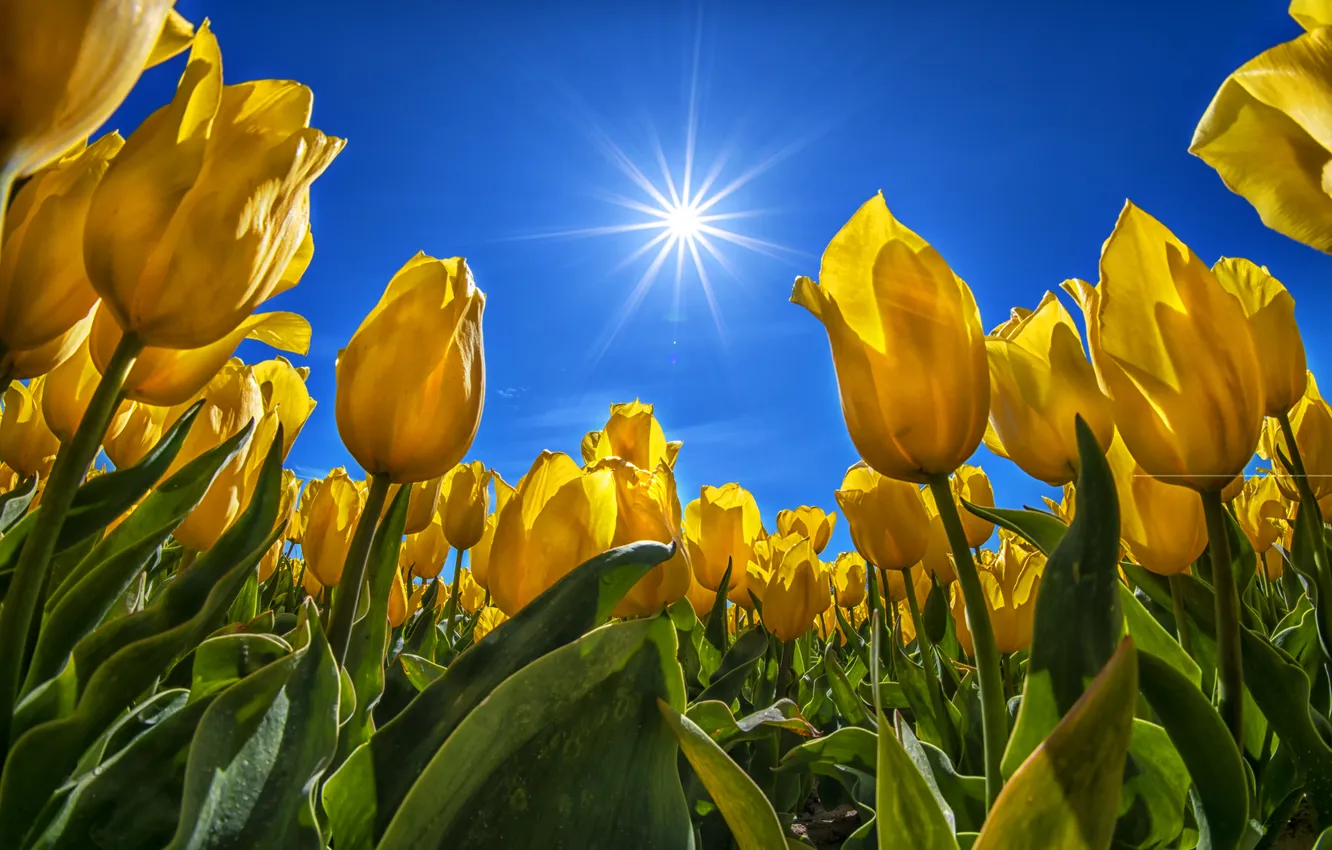 Wallpaper flowers, yellow, spring, tulips for mobile and desktop ...
