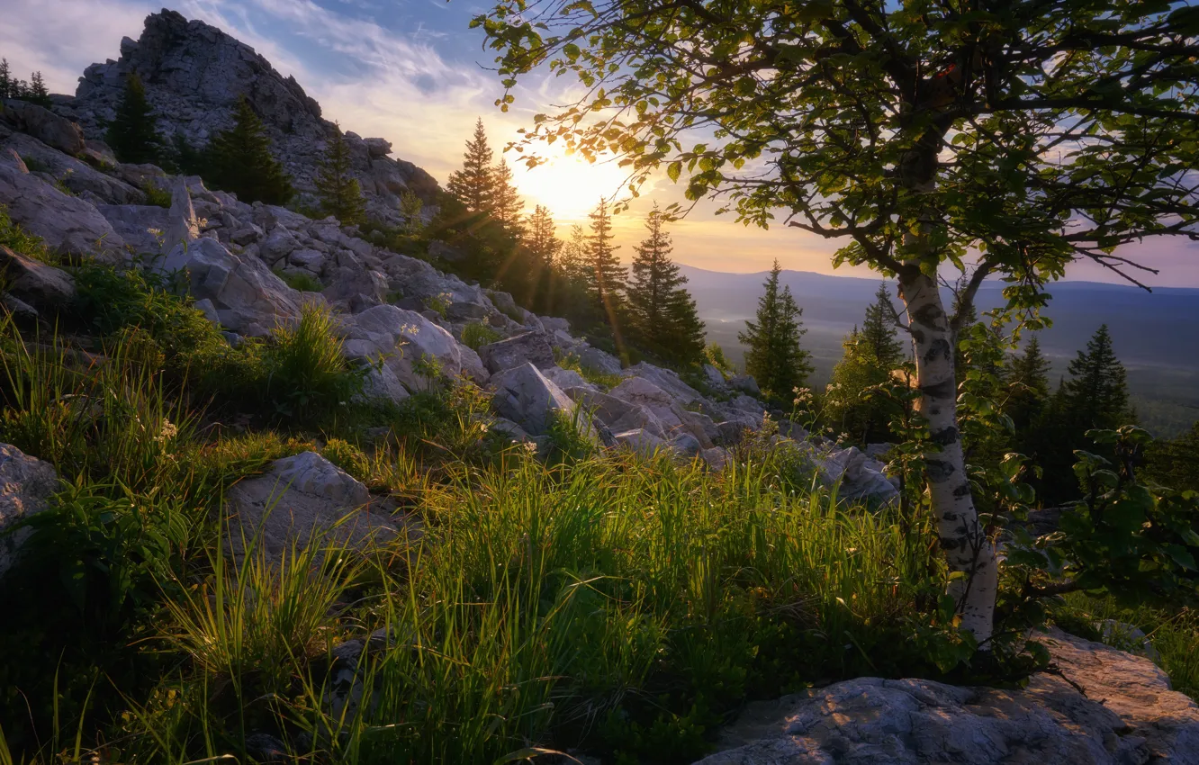 Wallpaper grass, trees, mountains, stones, ate, slope, birch for mobile ...