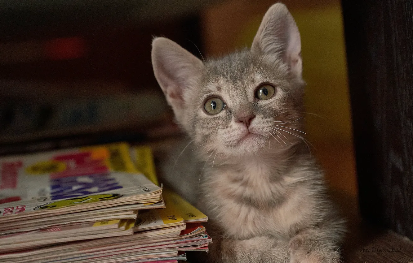 Wallpaper look, baby, muzzle, kitty, books for mobile and desktop ...