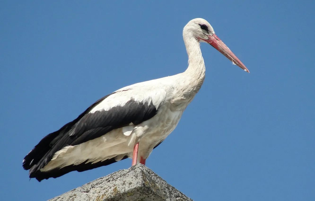 Wallpaper sky, bird, blue, stork for mobile and desktop, section ...