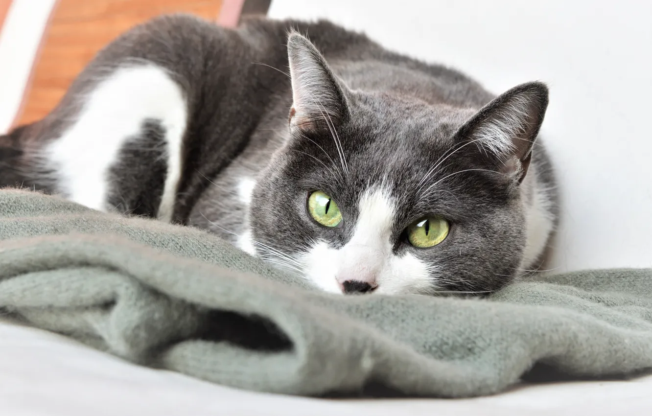 Wallpaper cat, cat, look, face, portrait, white background, fabric ...