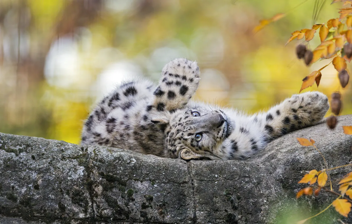 Wallpaper pose, lies, IRBIS, snow leopard, cub for mobile and desktop ...