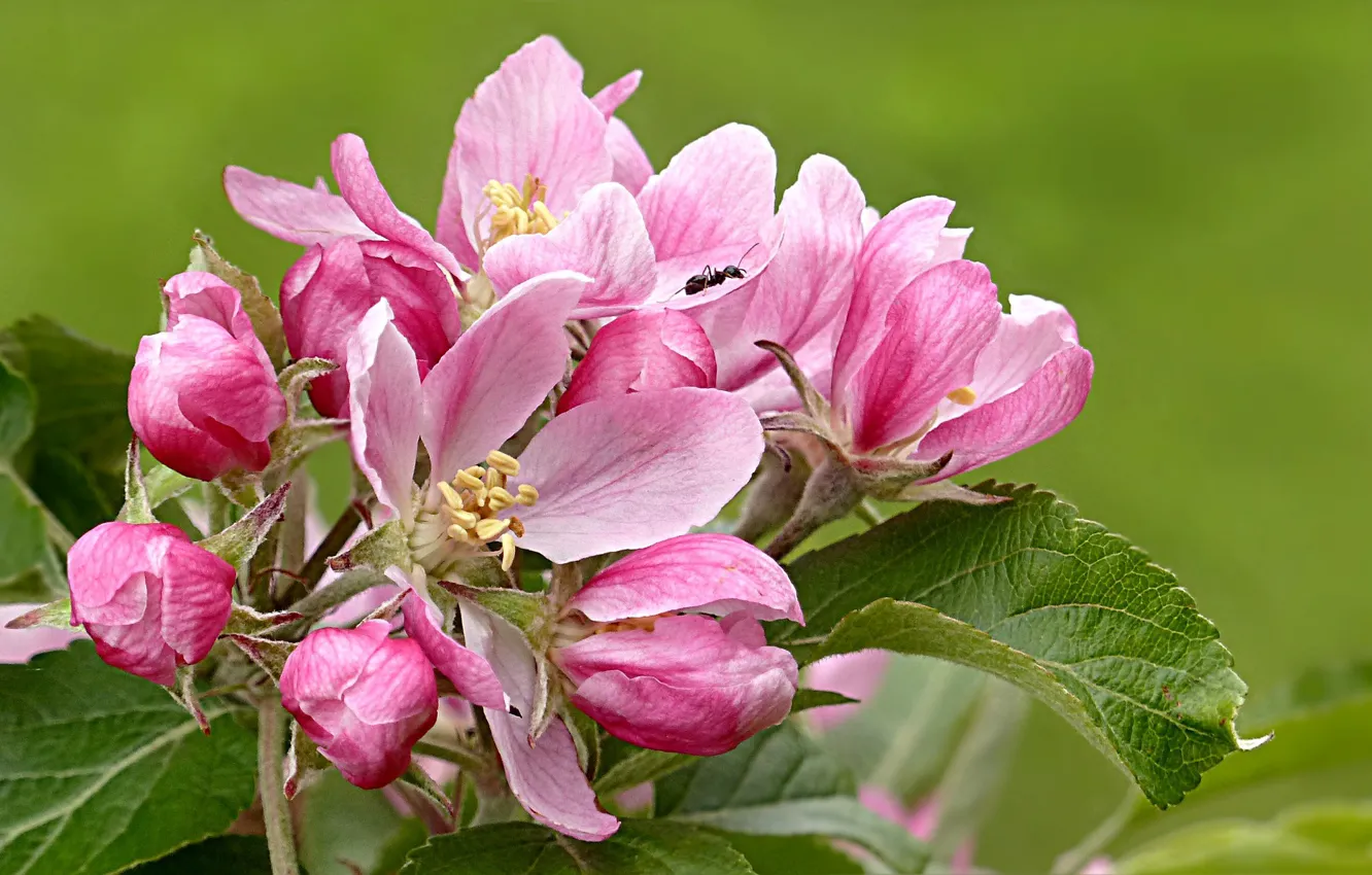 Wallpaper nature, spring, Apple, flowering for mobile and desktop ...