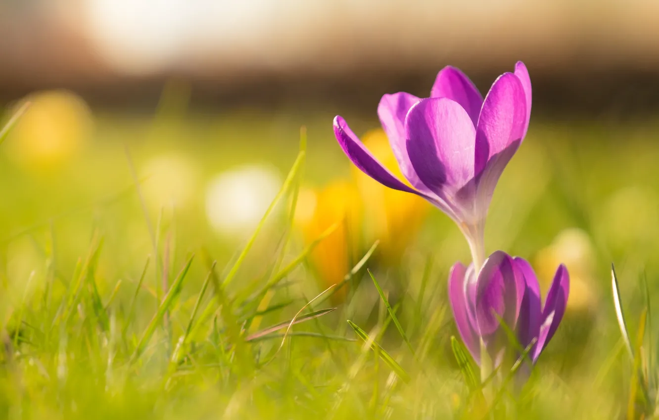 Wallpaper crocuses, pink, grass, bokeh for mobile and desktop, section ...