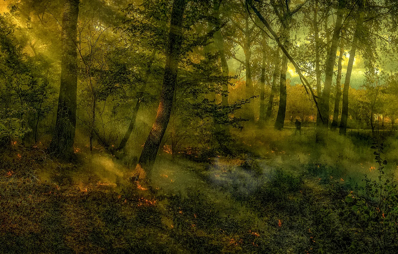 Wallpaper fire, forest, Heat for mobile and desktop, section природа ...
