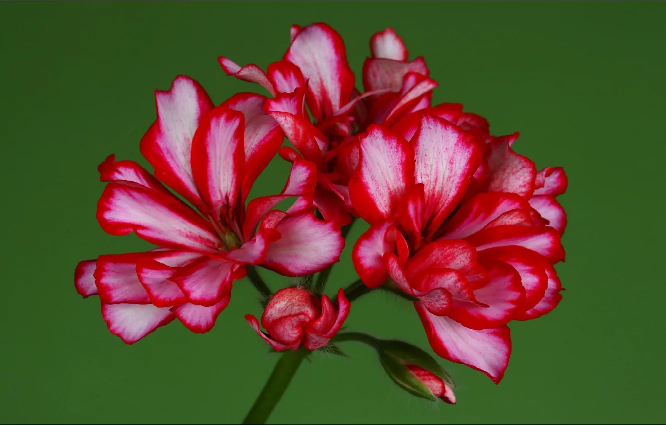 Wallpaper flowers, nature, red, red, nature, flowers for mobile and ...