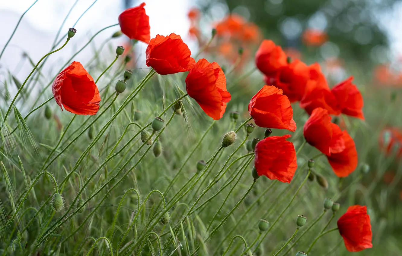 Wallpaper summer, flowers, blue, red, Maki, cornflowers, poppy field ...