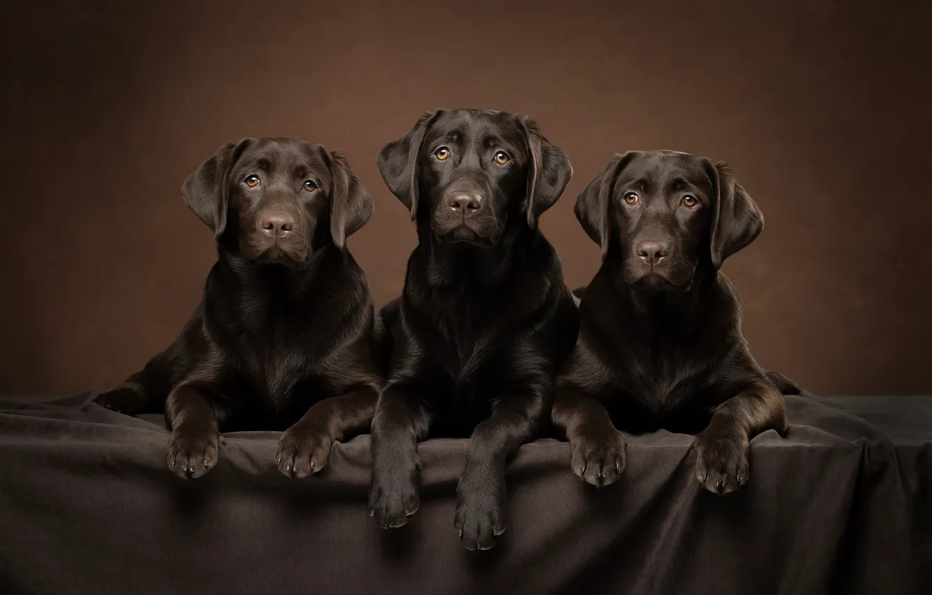 Wallpaper dog, puppy, trio for mobile and desktop, section собаки ...