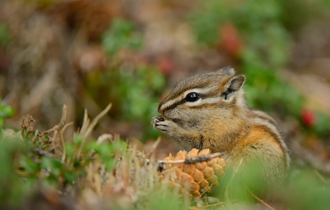 Wallpaper leaves, nature, pose, muzzle, Chipmunk, bump, lunch, bokeh ...