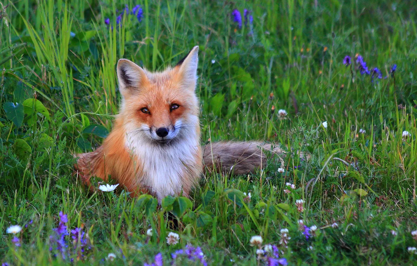 Wallpaper flowers, nature, Fox images for desktop, section животные ...