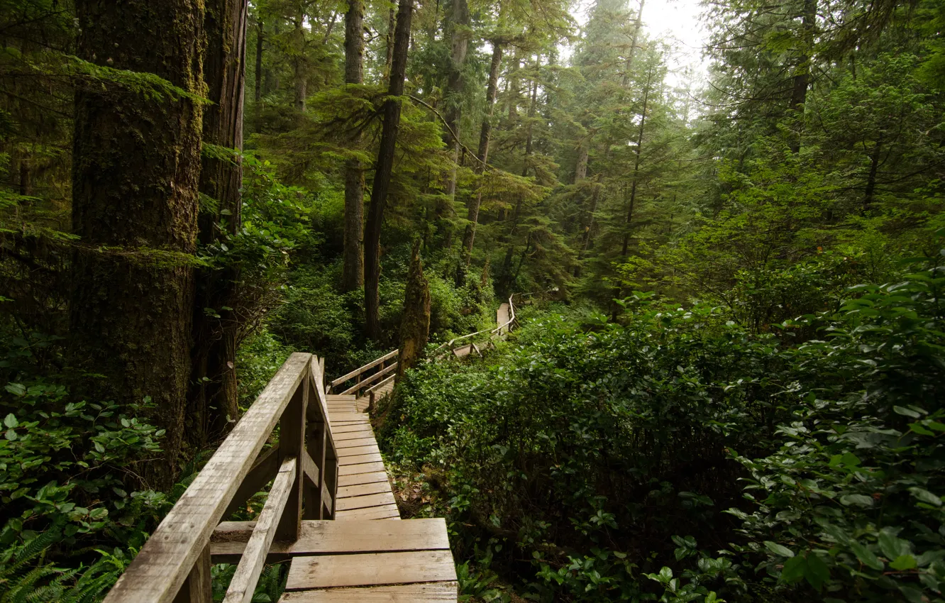 Wallpaper summer, forest, Nature for mobile and desktop, section ...