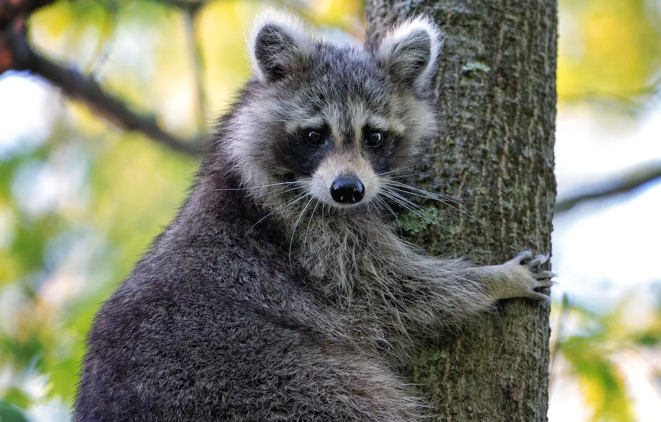 Wallpaper tree, raccoon, face for mobile and desktop, section животные ...