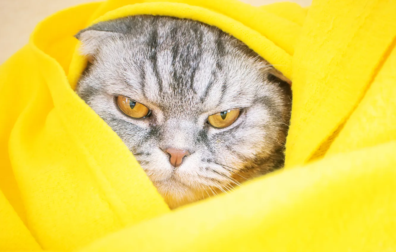 Wallpaper cat, evil, murderous look for mobile and desktop, section кошки, resolution 2000x1333 ...