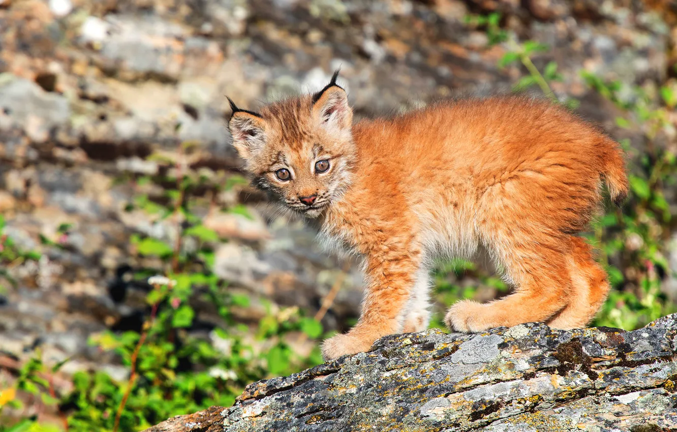 Wallpaper look, baby, nature, bokeh, lynx, a small lynx for mobile and ...