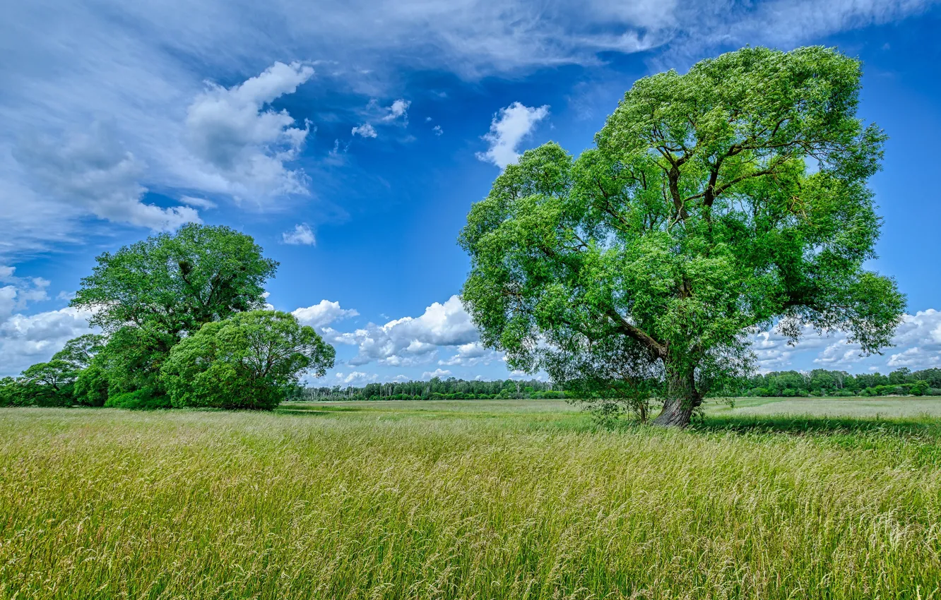 Wallpaper Greens Field Summer The Sky Grass Clouds Trees Blue