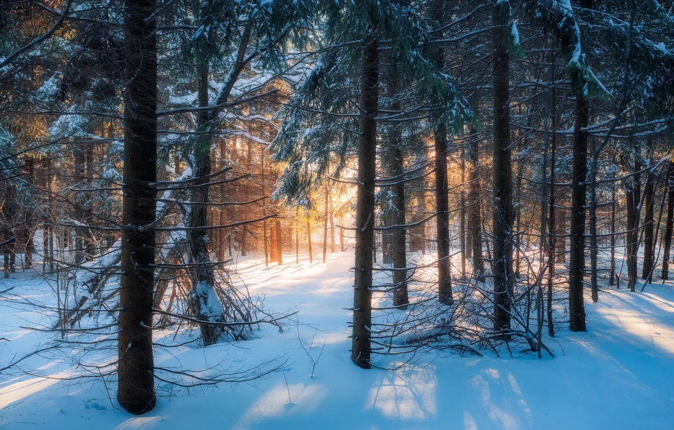 Wallpaper forest, winter, cold for mobile and desktop, section природа ...