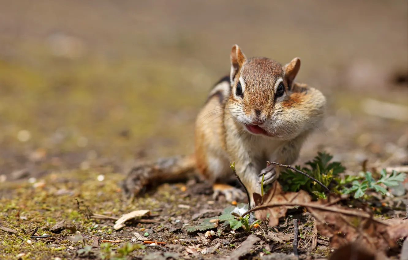 Wallpaper leaves, Chipmunk, face, bokeh, rodent, cheeks, meal for ...